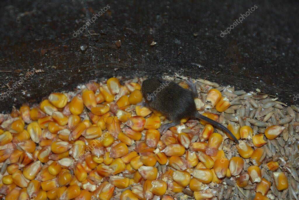 Cuatro ratones de campo comiendo grano de maíz en la granja. Ratones ...