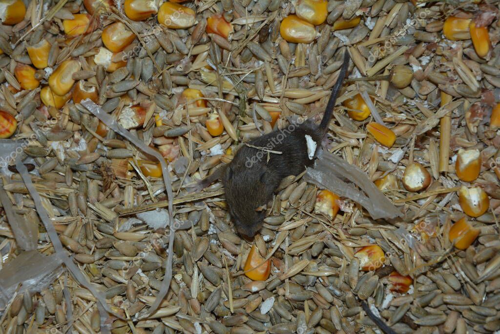 Cuatro ratones de campo comiendo grano de maíz en la granja. Ratones ...