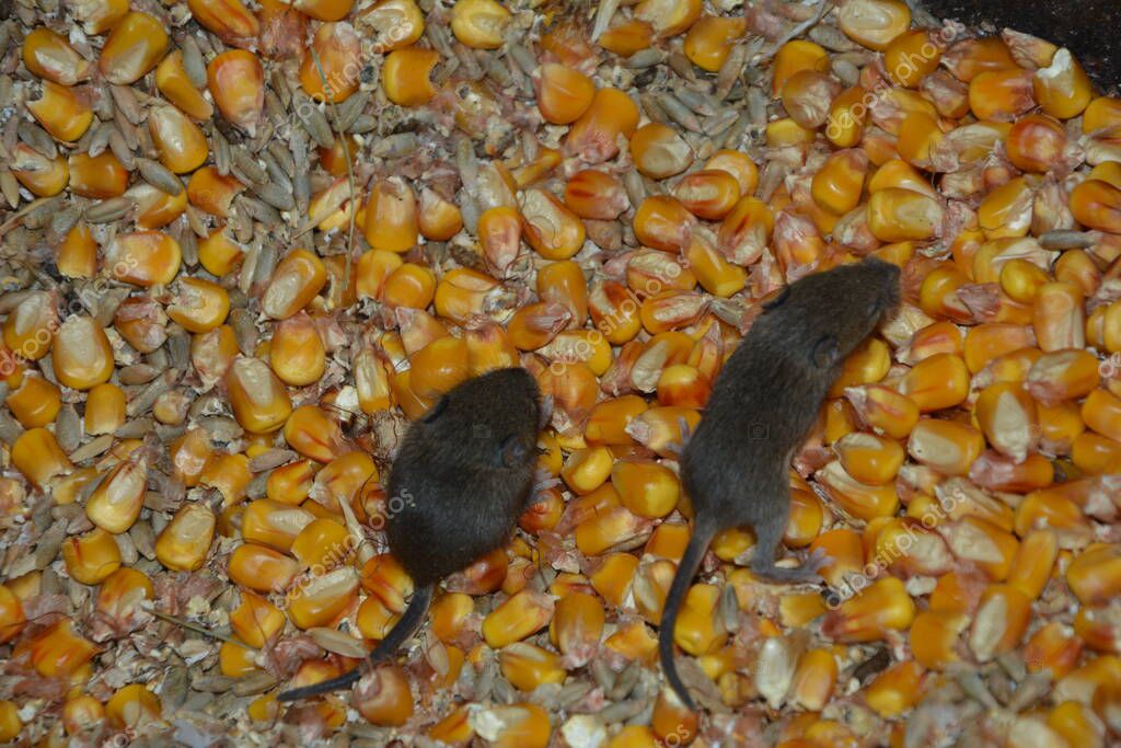 Cuatro ratones de campo comiendo grano de maíz en la granja. Ratones ...
