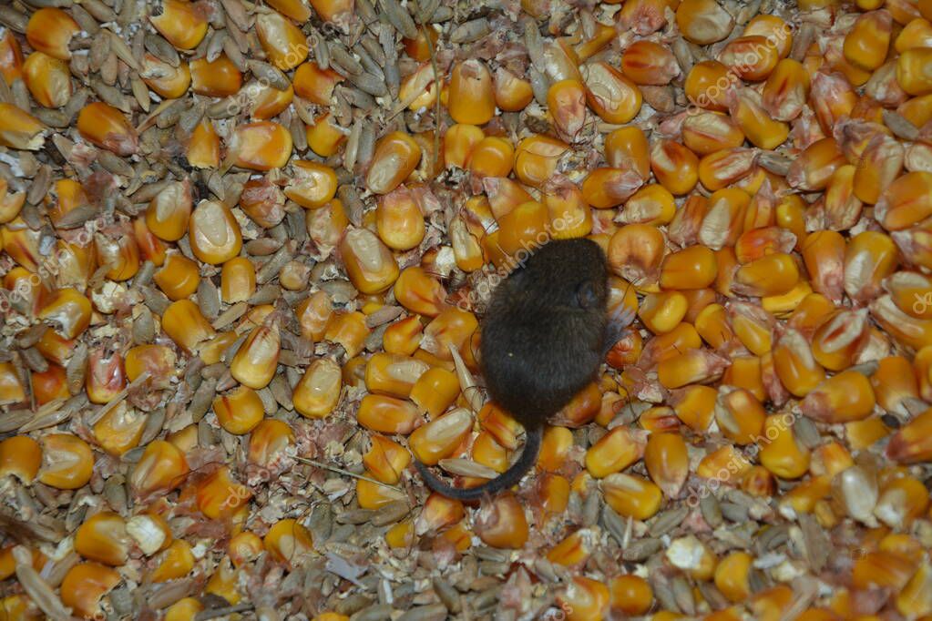 Cuatro ratones de campo comiendo grano de maíz en la granja. Ratones ...