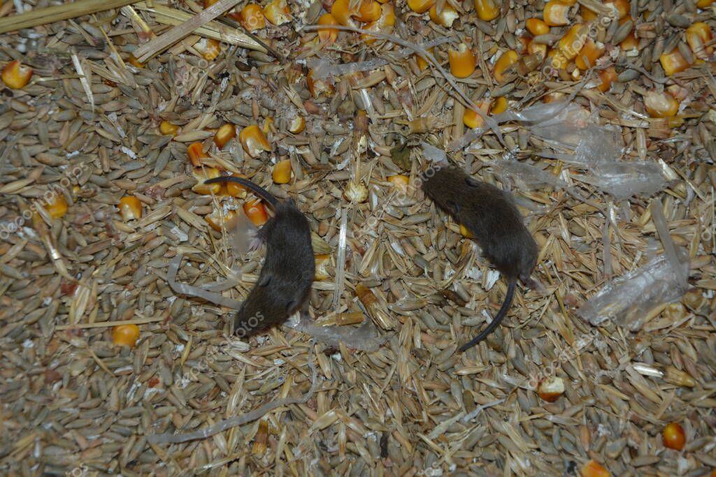 Cuatro ratones de campo comiendo grano de maíz en la granja. Ratones ...
