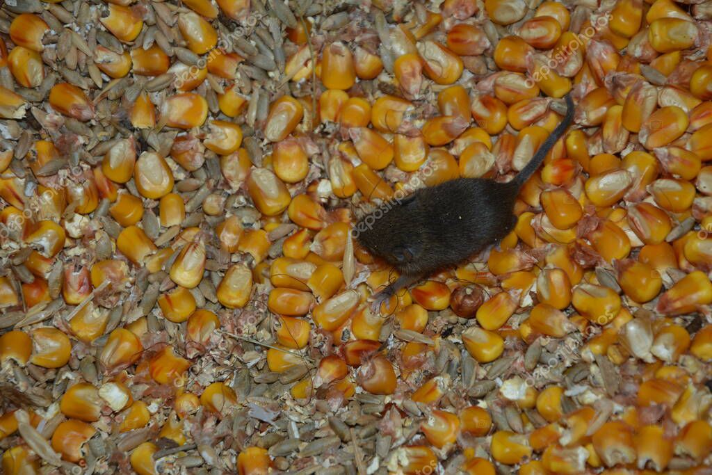 Cuatro ratones de campo comiendo grano de maíz en la granja. Ratones ...