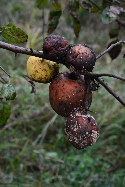 close up of rotten apple with mildew on tree.Rotten quince apple on the ...