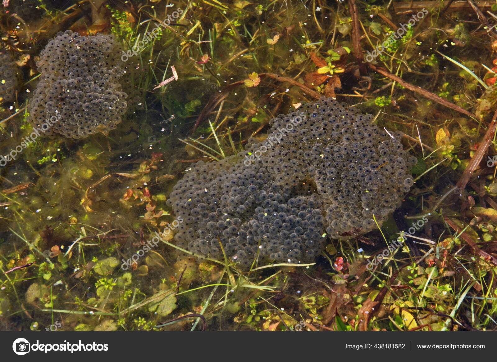 Frog Caviar Water Birth Frog Tadpoles Pond Caviar Frogs Swamp Stock Photo by ©weha 438181582