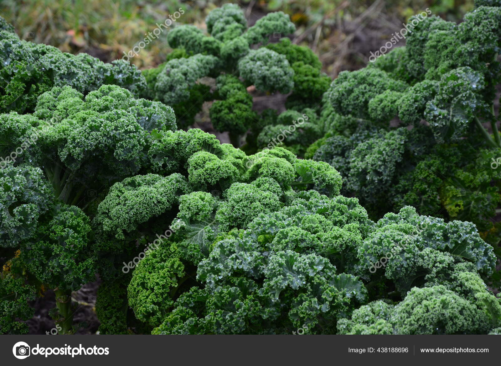 Col Rizada Suelo Orgánico Natural Col Rizada Una Verdura Invierno ...