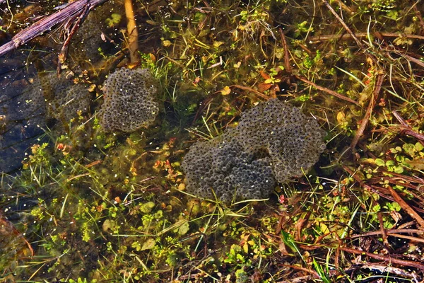 Frog Caviar Water Birth Frog Tadpoles Pond Caviar Frogs Swamp Stock ...