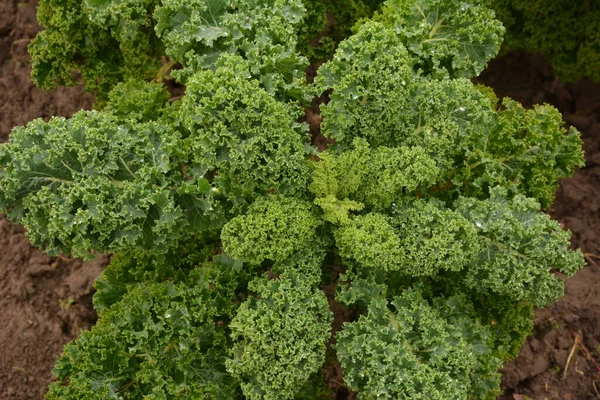 Black kale Stock Photos, Royalty Free Black kale Images | Depositphotos