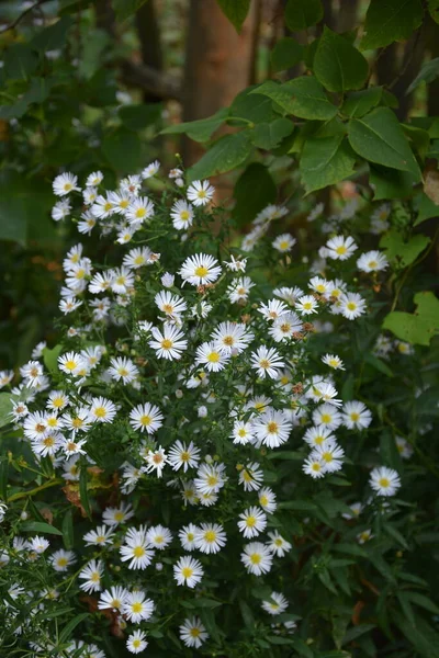 Shining white ragwort angel wings Stock Photos, Royalty Free Shining ...