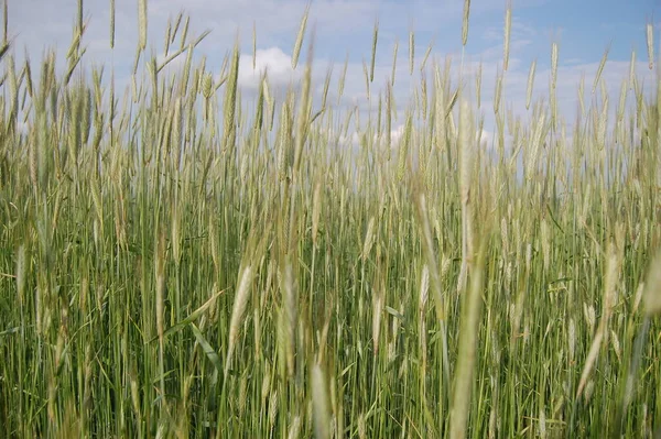El centeno verde que crece en el campo. Oreja de centeno cerca. Secale ...
