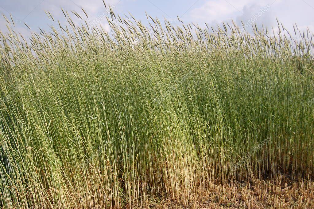 El centeno verde que crece en el campo. Oreja de centeno cerca. Secale ...