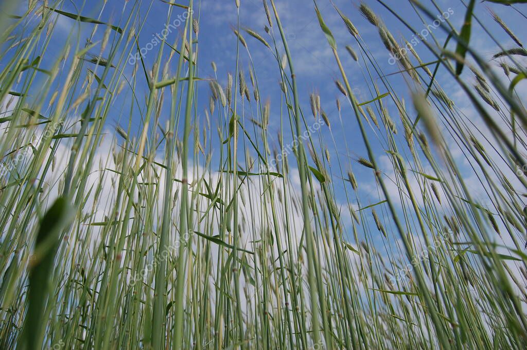 El centeno verde que crece en el campo. Oreja de centeno cerca. Secale ...