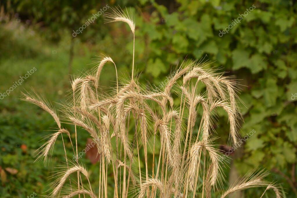 El centeno verde que crece en el campo. Oreja de centeno cerca. Secale ...