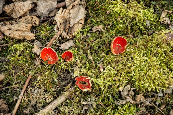 Sarcoscypha sp Stock Photos, Royalty Free Sarcoscypha sp Images ...