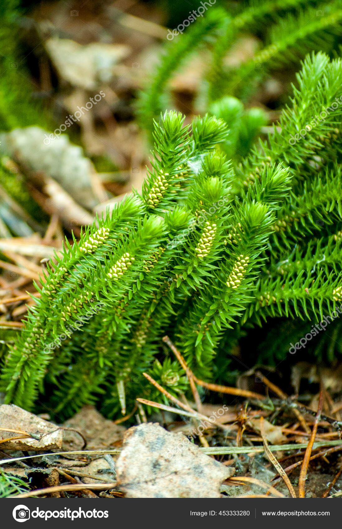 Lycopodium