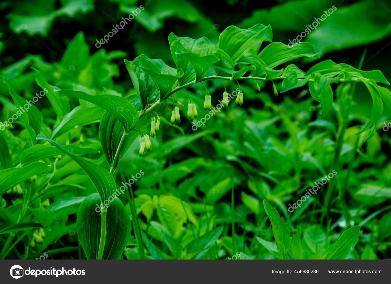 Polygonatum Odoratum Polygonatum Officinale White Forest Flowers Bloom ...