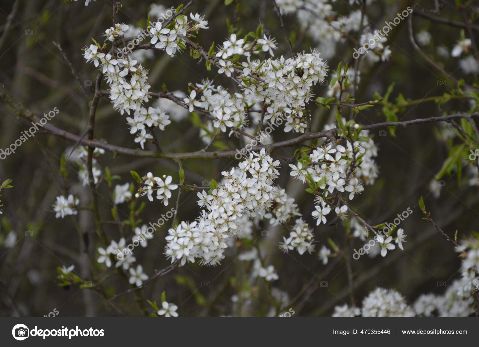 Blackthorn Family Tree