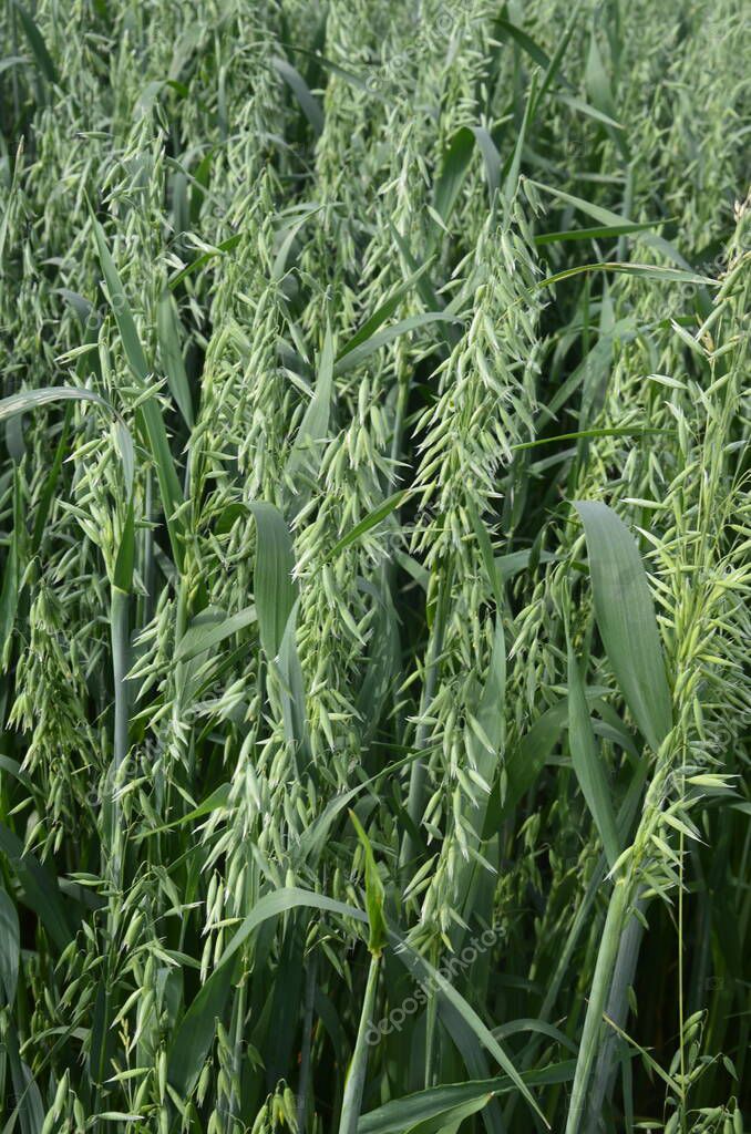 Avena, campo de avena, campo con avena en crecimiento, avena verde ...
