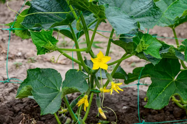 Concombre grimpant images libres de droit, photos de Concombre grimpant ...