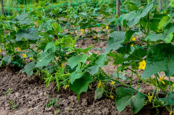 Concombre grimpant images libres de droit, photos de Concombre grimpant ...