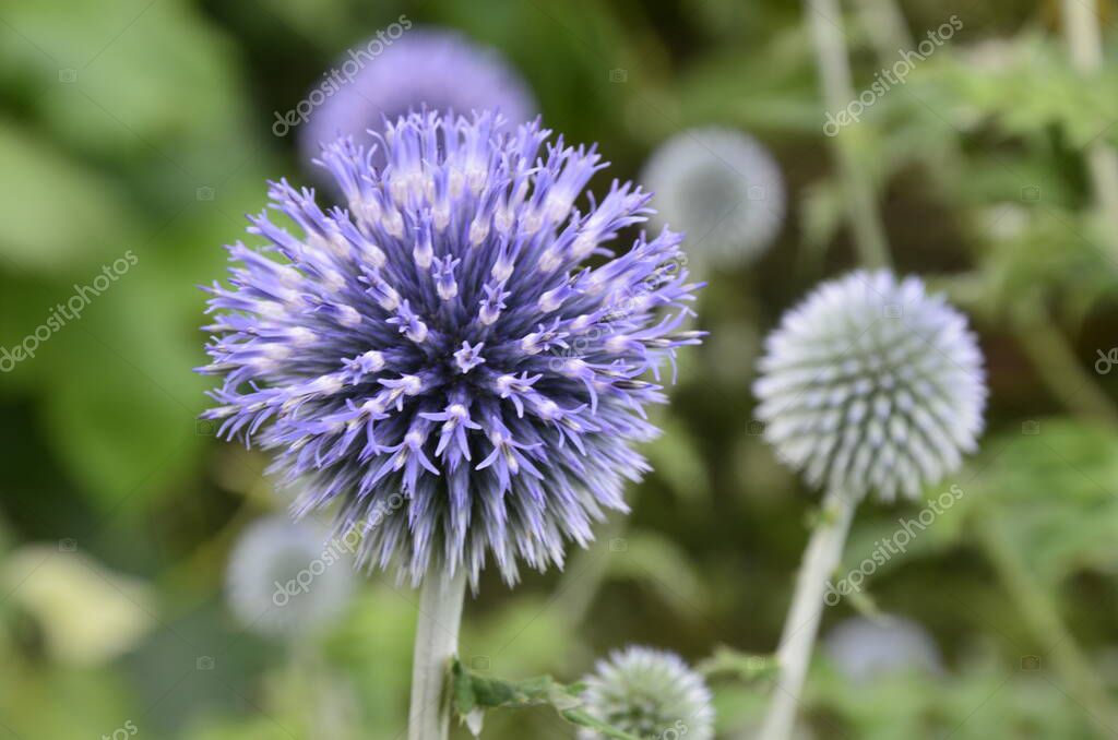 Echinops ritro L, Cardo globo, Cardo globo pequeño.Echinops flores en ...