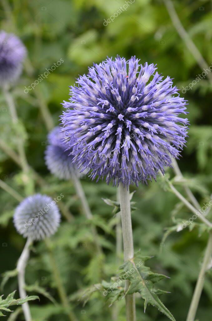 Echinops ritro L, Cardo globo, Cardo globo pequeño.Echinops flores en ...