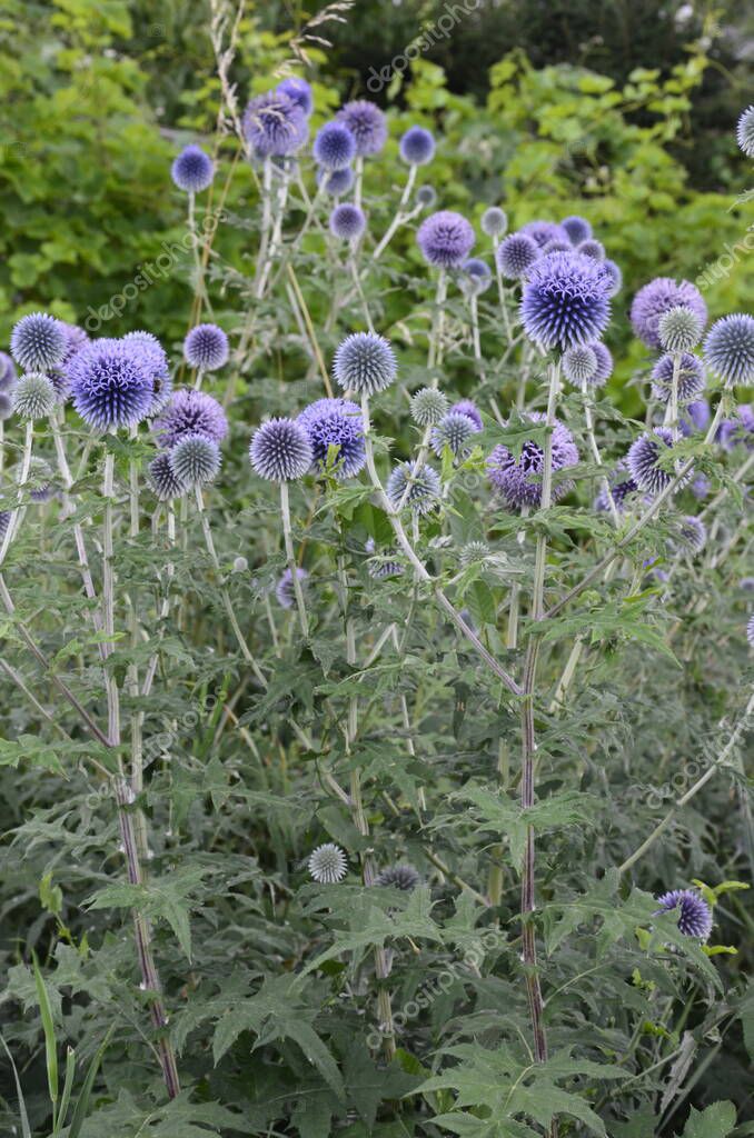 Echinops ritro L, Cardo globo, Cardo globo pequeño.Echinops flores en ...