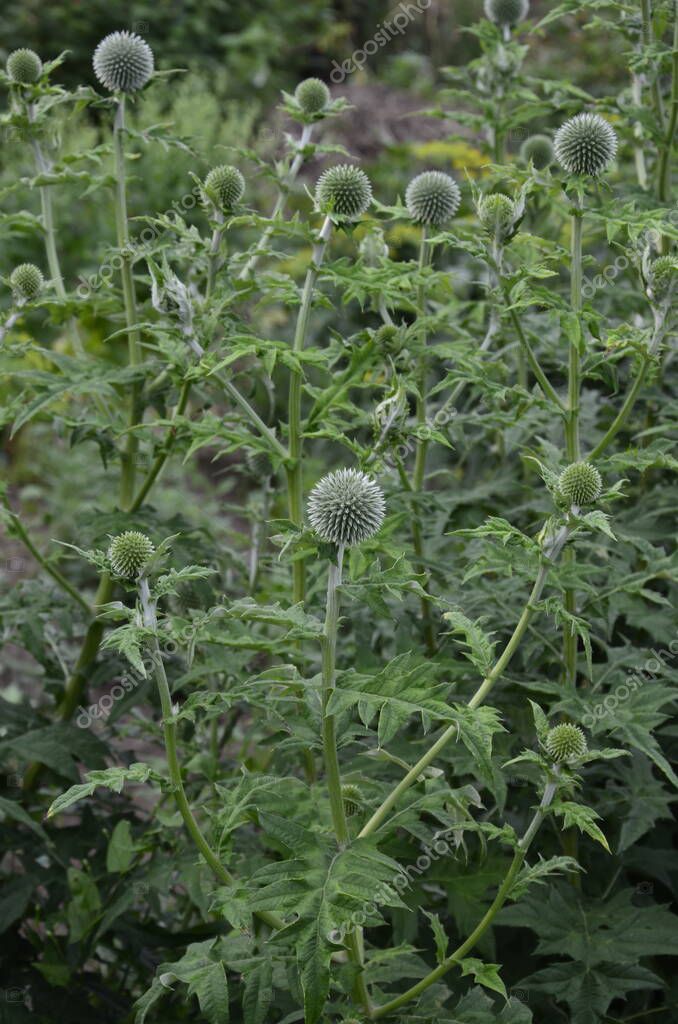 Echinops ritro L, Cardo globo, Cardo globo pequeño.Echinops flores en ...