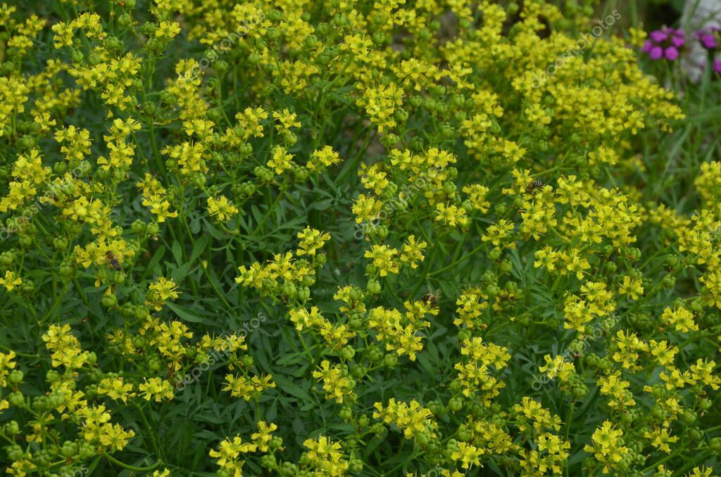 Ruta comúnmente conocida como rue Ruta graveolens rue o rue común ...