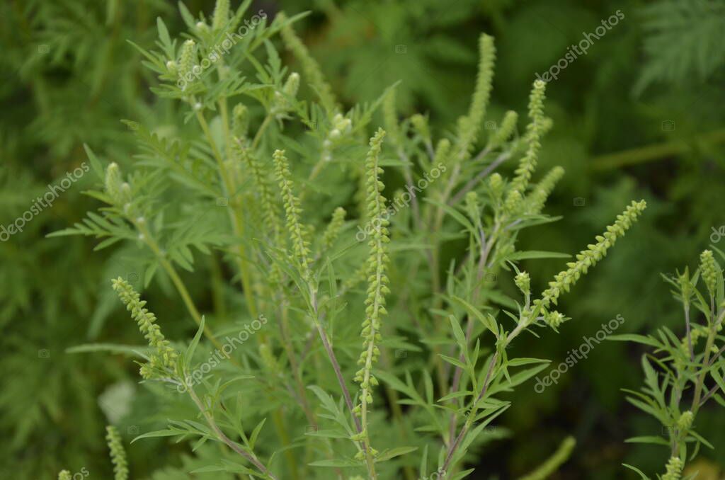 Arbustos de ambrosía floreciendo. Ambrosia artemisiifolia que causa ...