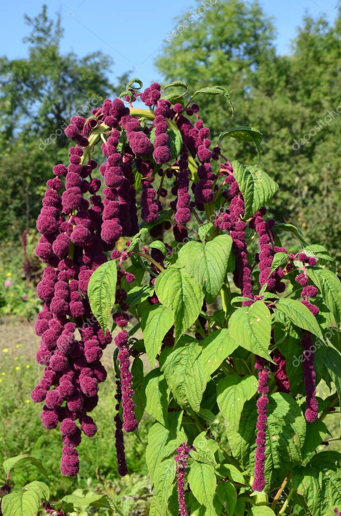 El amaranto se cultiva como hortalizas de hoja, cereales y plantas ...