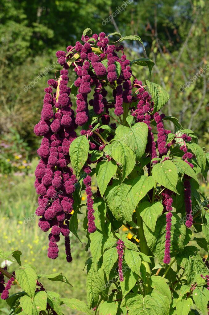 El amaranto se cultiva como hortalizas de hoja, cereales y plantas ...