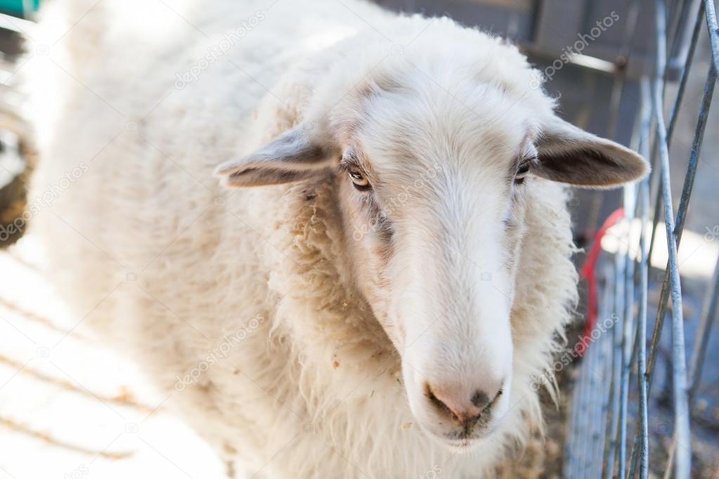 Sheep Face Side View