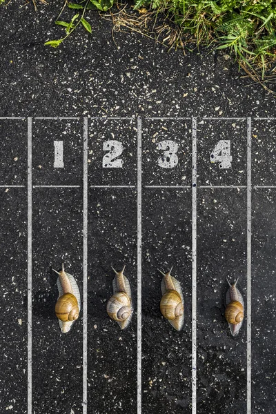 Snail run competition concept Stock Photo by ©matju78 124095250