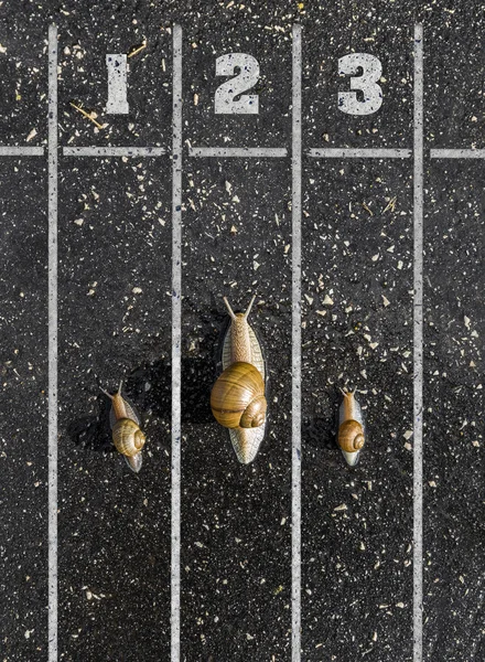 Snail run competition concept Stock Photo by ©matju78 124095250