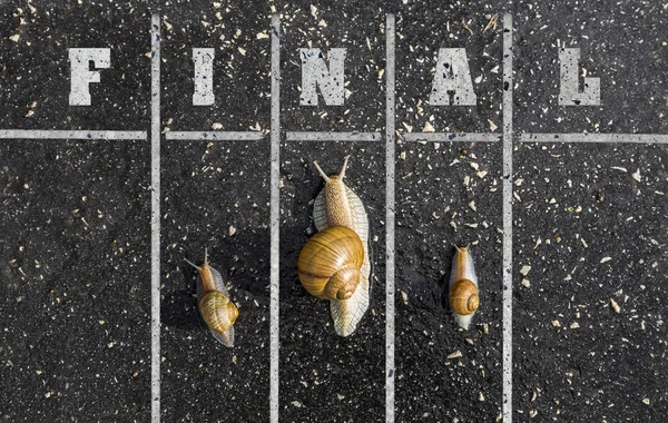 Fast snail Stock Photos, Royalty Free Fast snail Images | Depositphotos