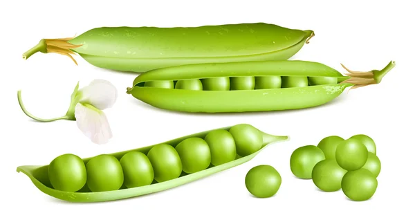 21,888,495 Greenhouse pea Vector Images | Depositphotos