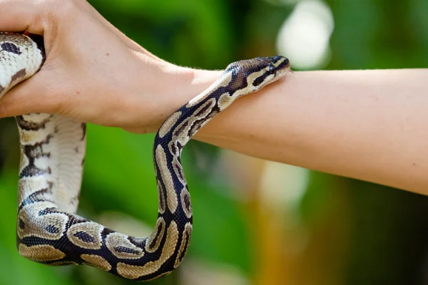Snake bite arm Stock Photos, Royalty Free Snake bite arm Images ...