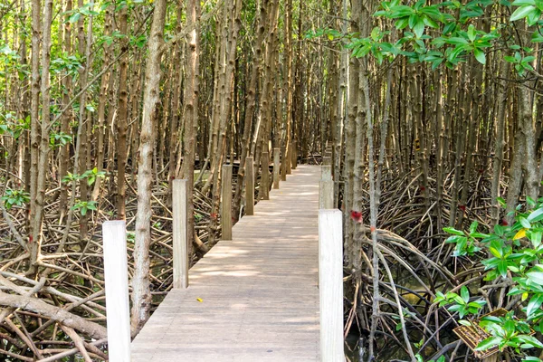 Mangrove canopy Stock Photos, Royalty Free Mangrove canopy Images ...