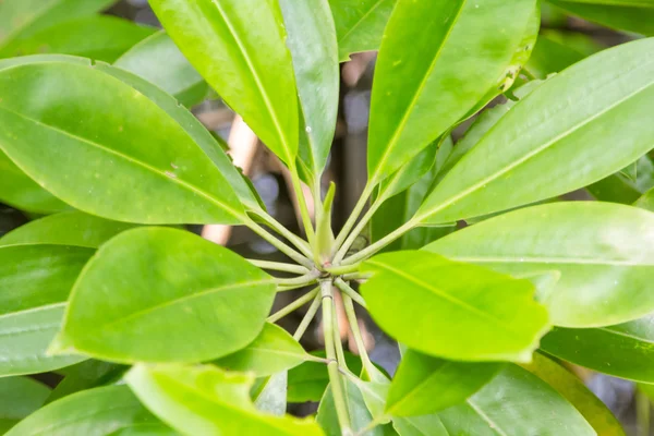 Mangrowe bagna Stock Photos, Royalty Free Mangrowe bagna Images ...