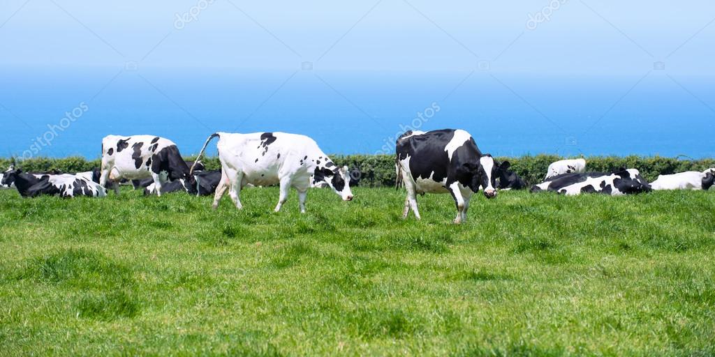 Dairy Cows In Cornwall Stock Photo by ©springfield 75455241