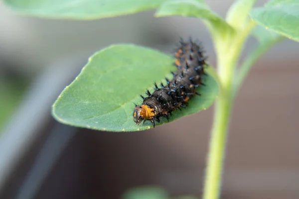 Caterpillar (Blue Pansy) on green leaf. Macro photography of a larva of ...