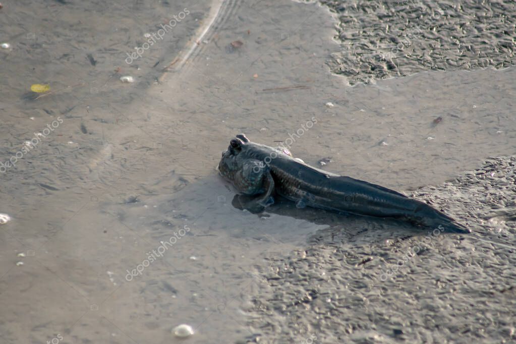 Peces gigantes o peces anfibios (Periophthalmodon schlosseri) en la ...