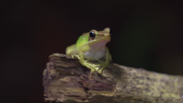 78 Rain frogs Videos, Royalty-free Stock Rain frogs Footage | Depositphotos