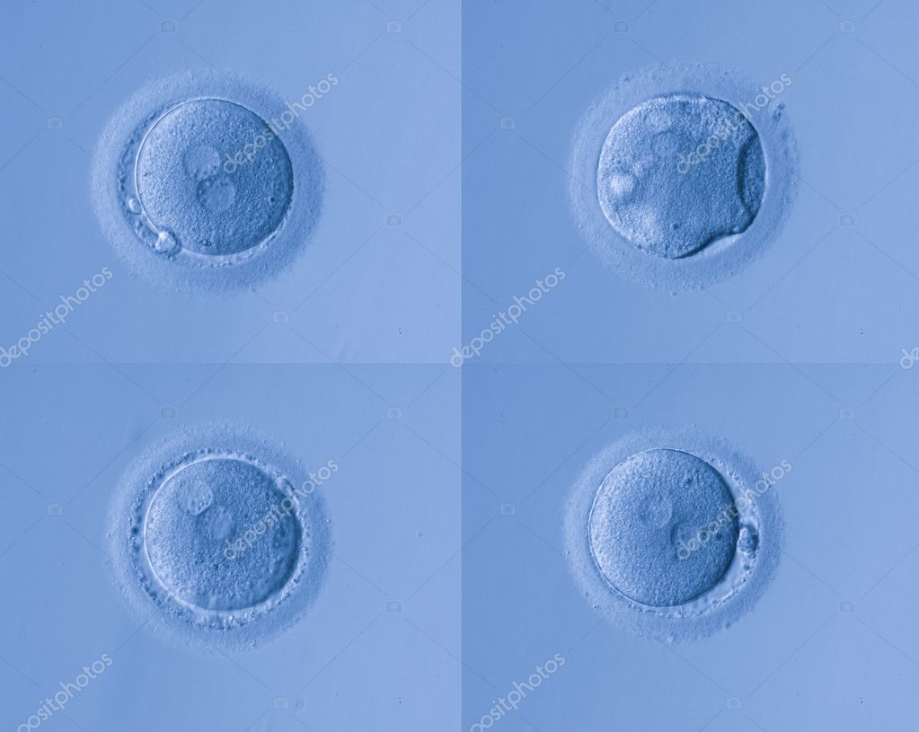 Human cells egg Stock Photo by ©red_hayabusa 84149326