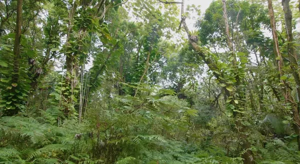 Mau forest Stock Photos, Royalty Free Mau forest Images | Depositphotos