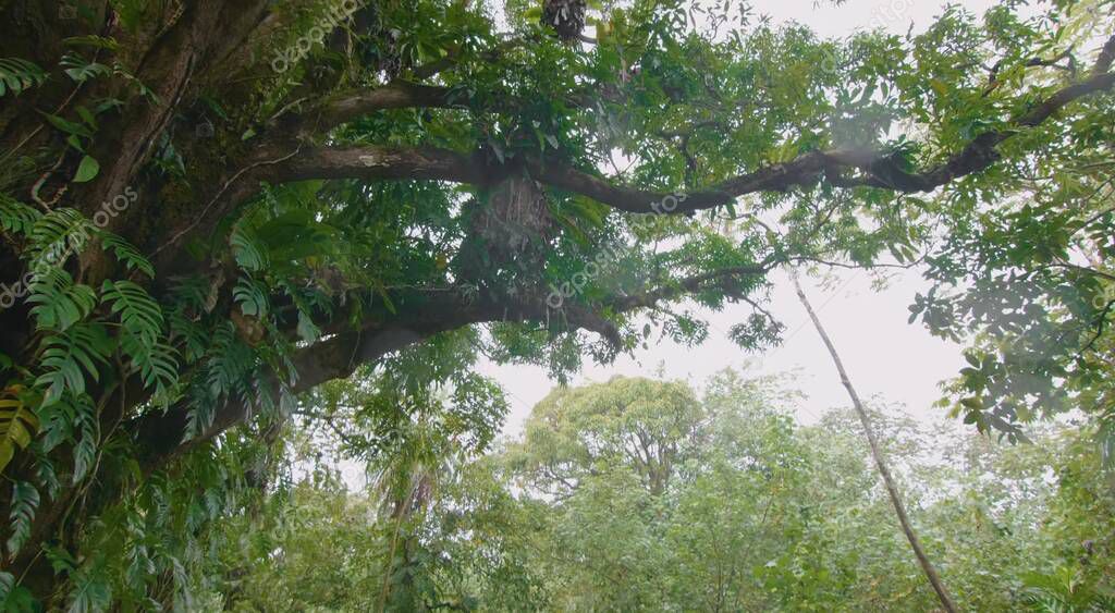 Aquí en la imagen estamos caminando a través de una selva tropical en ...