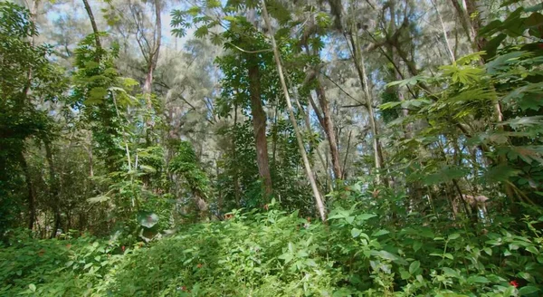 Mau forest Stock Photos, Royalty Free Mau forest Images | Depositphotos