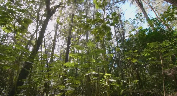 Vegetación De La Selva Tropical Ecuatorial