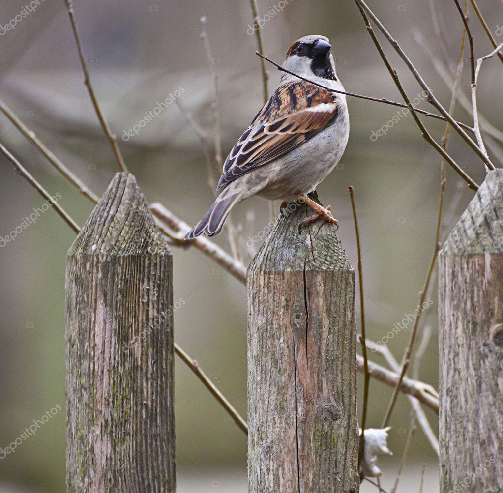 Portrait of tree sparrow standing on a wooden fence Stock Photo by ...