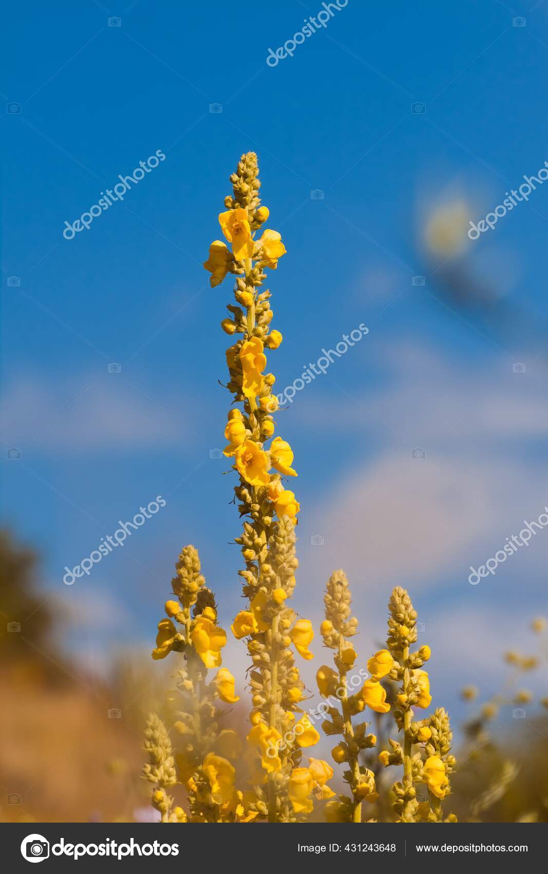 Yellow Flower Headers | Best Flower Site